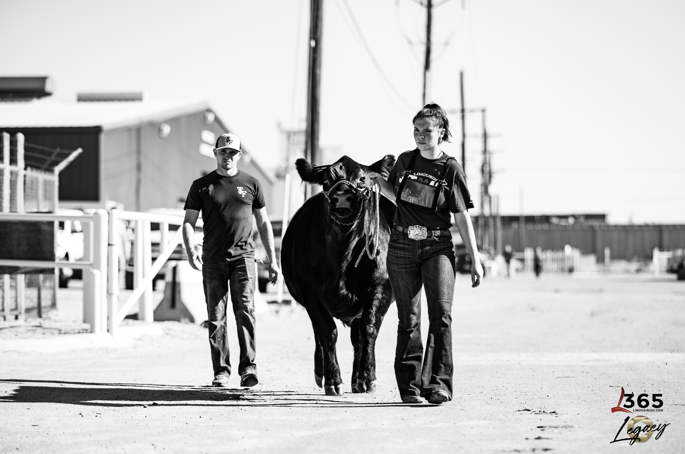 Junior Spotlight: Ashley Wiles – A Limousin Blog